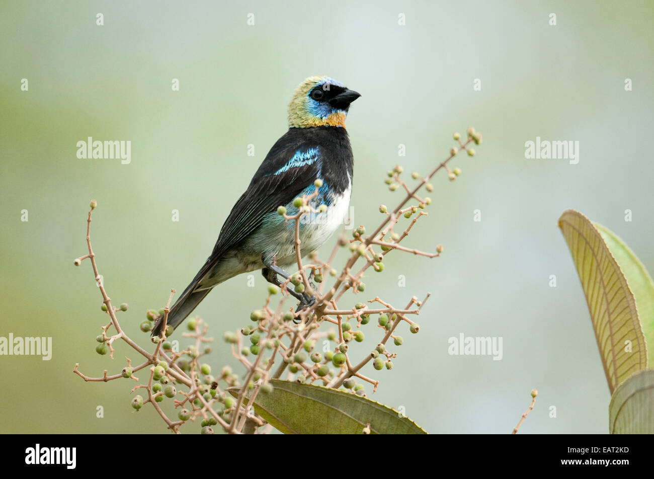 Male panama hi-res stock photography and images - Alamy