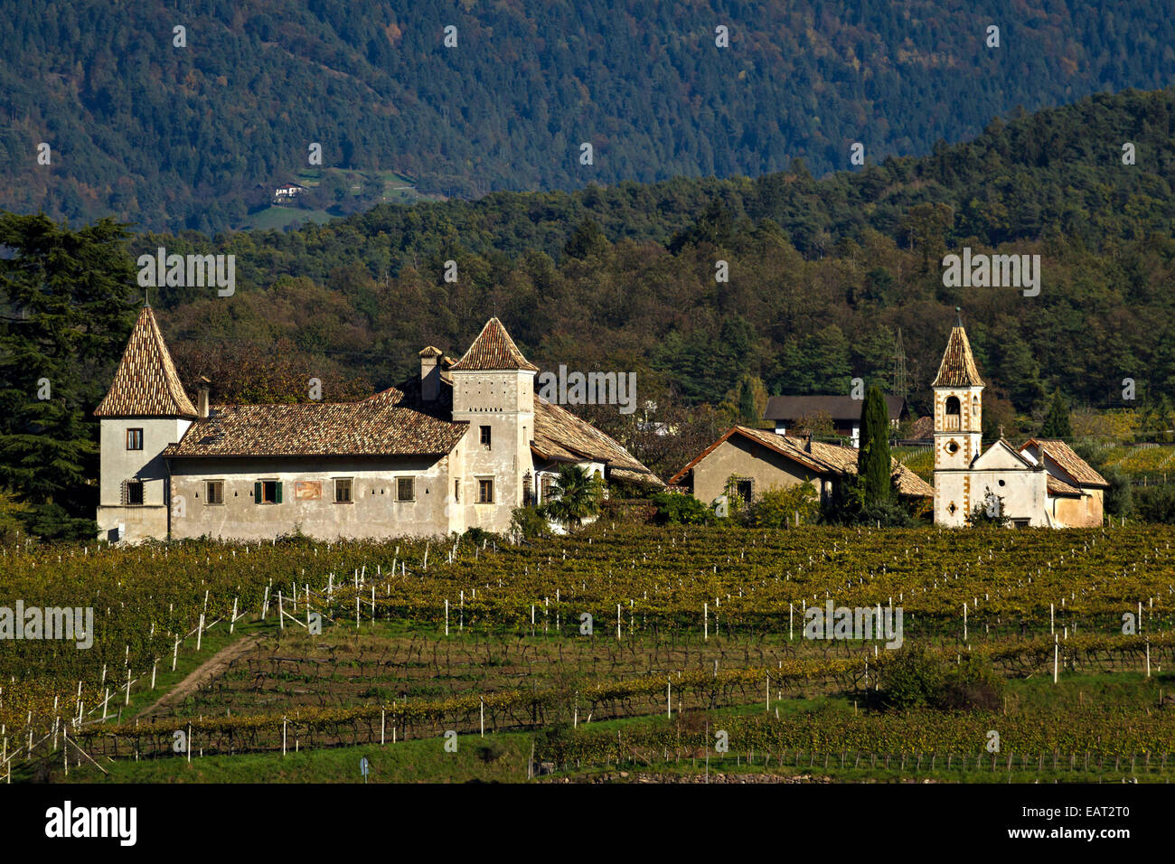 Vineyard Winery, Adige Valley, South Tyrol, Italy, Europe Stock Photo ...