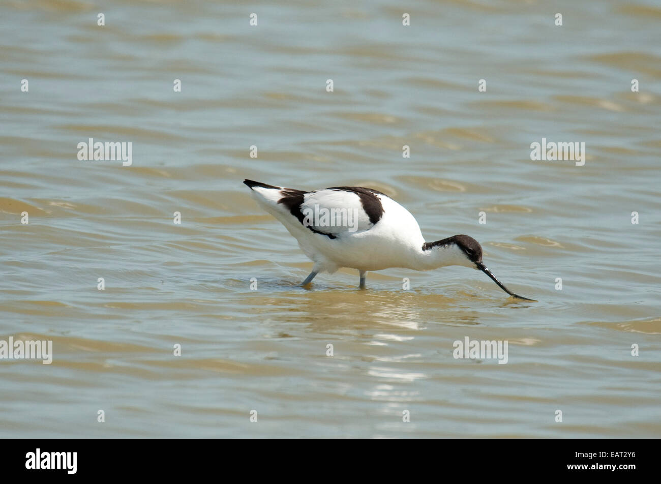 Avocet bird recurvirostra avosetta hi-res stock photography and images ...