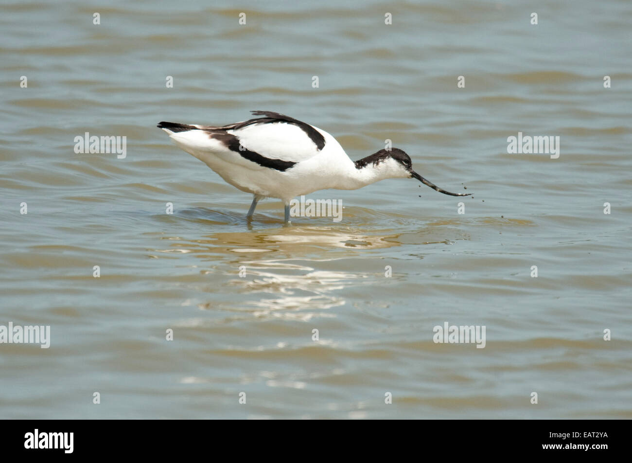 Avocet Recurvirostra avosetta UK Stock Photo - Alamy