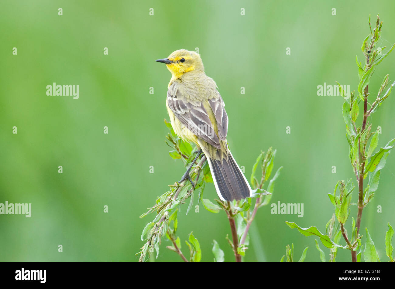 Yellow Wagtail Motacilla flava UK Stock Photo - Alamy