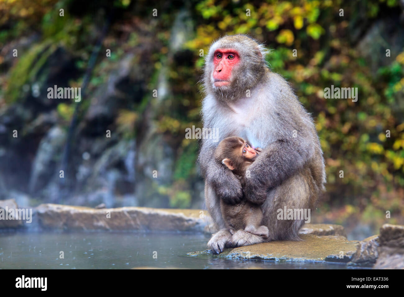 monkey is relaxation for adv or others purpose use Stock Photo - Alamy
