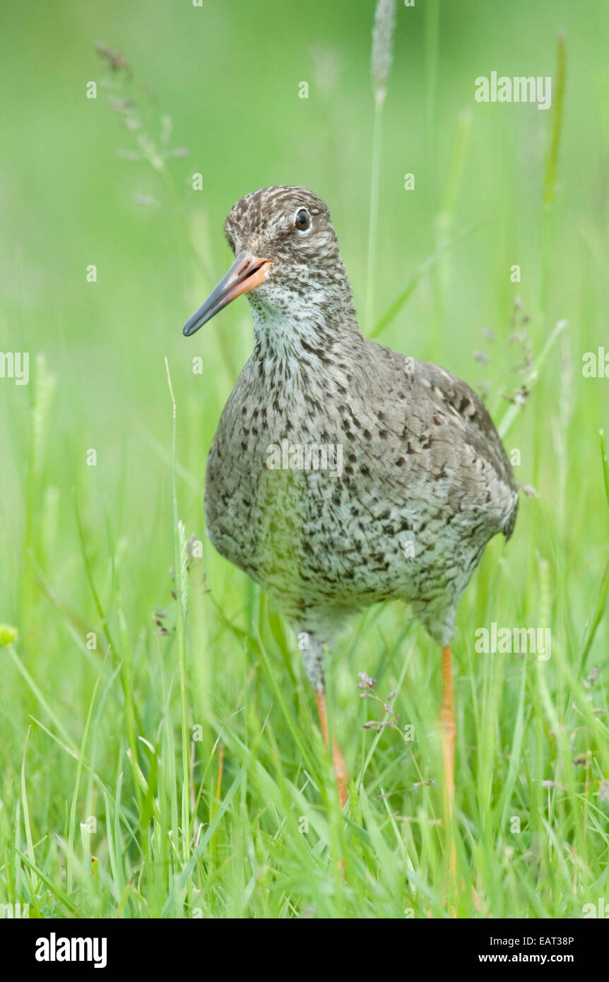 Tringa High Resolution Stock Photography and Images - Alamy