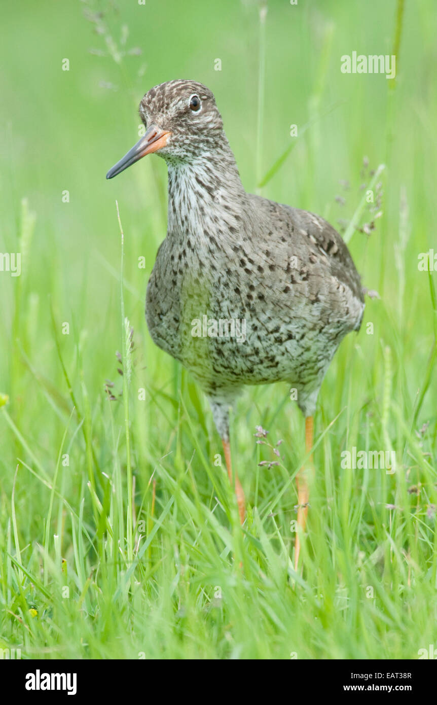 Tringa hi-res stock photography and images - Alamy