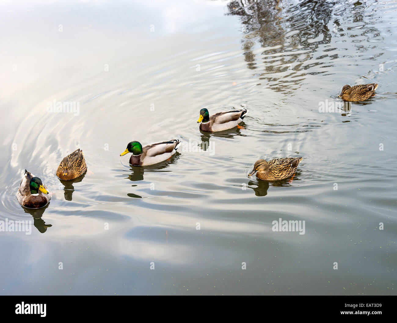 Three Male and Female Mallard Ducks Swimming on a Pond at Fairburn Ings ...