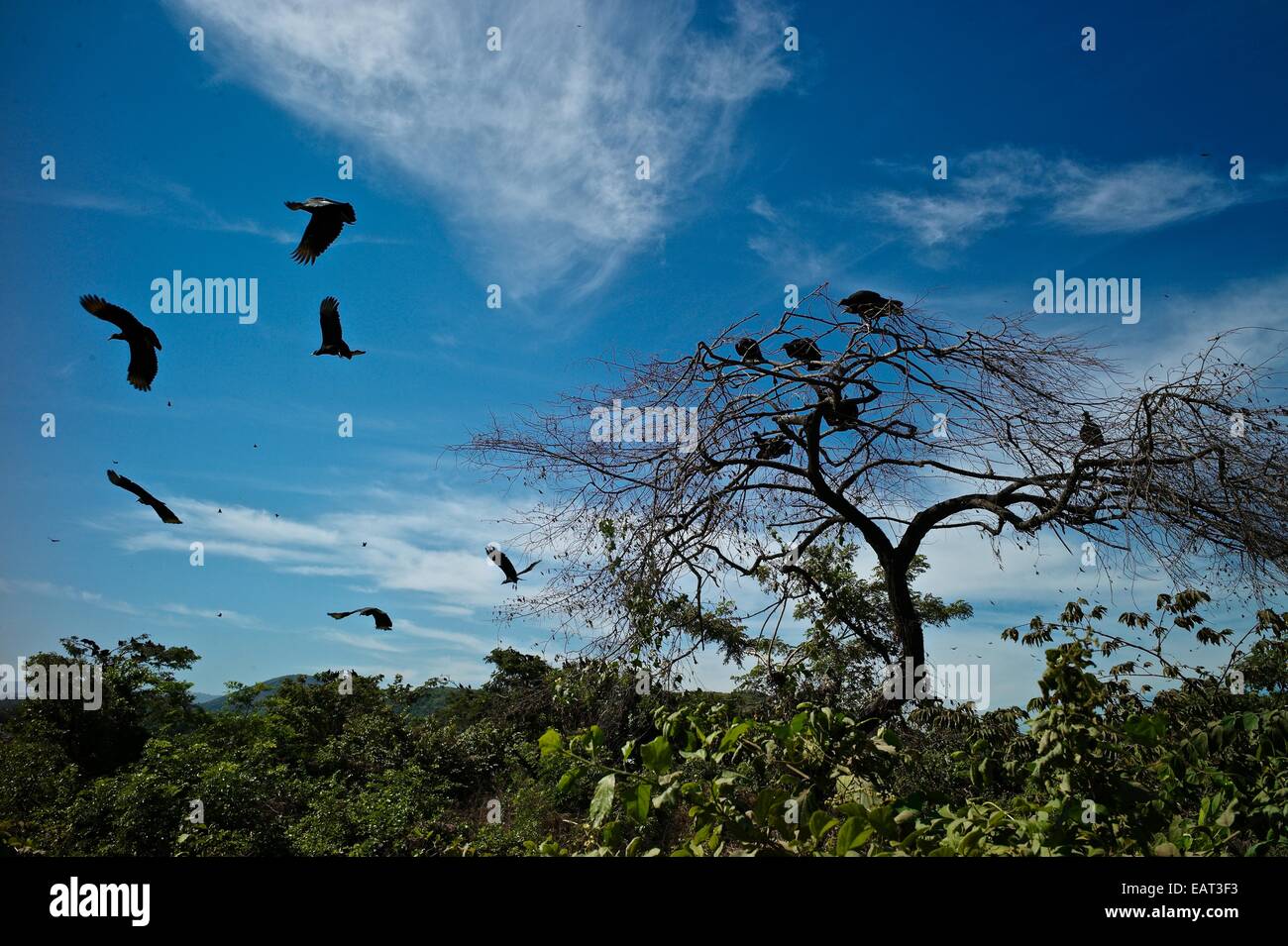 Vultures flying group hi-res stock photography and images - Alamy