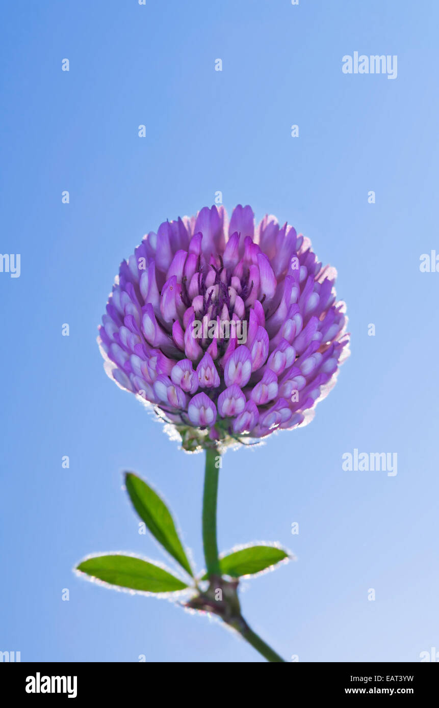 Glowing purple clover flower on blue sky background Stock Photo - Alamy