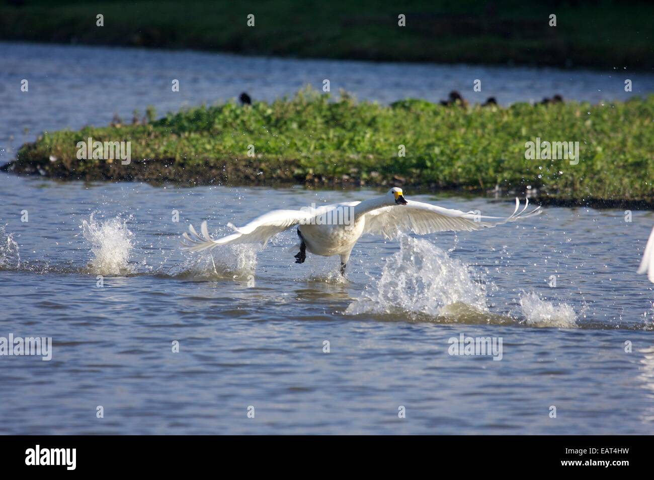 swan taking off Stock Photo - Alamy