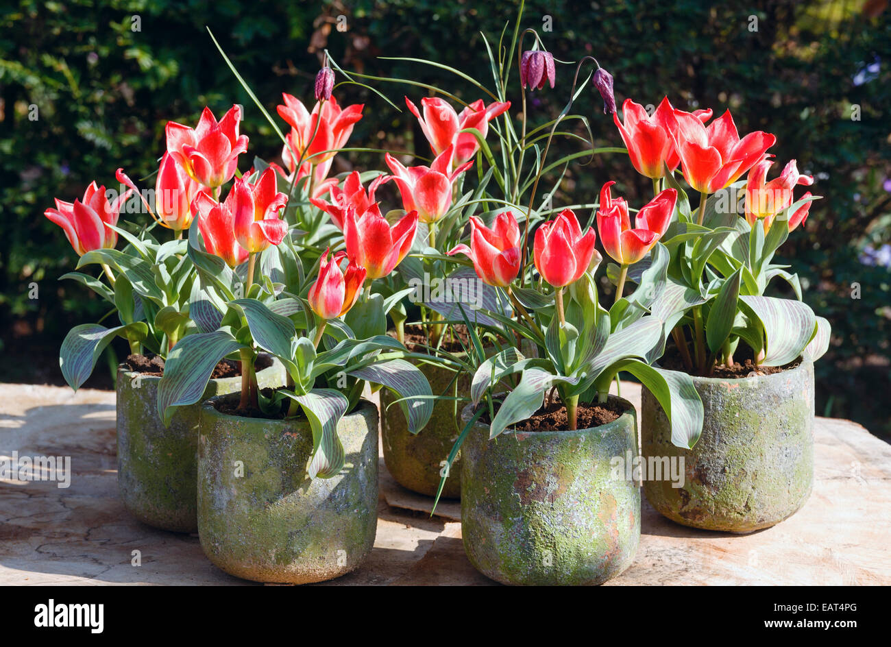White flower red tips hi-res stock photography and images - Alamy