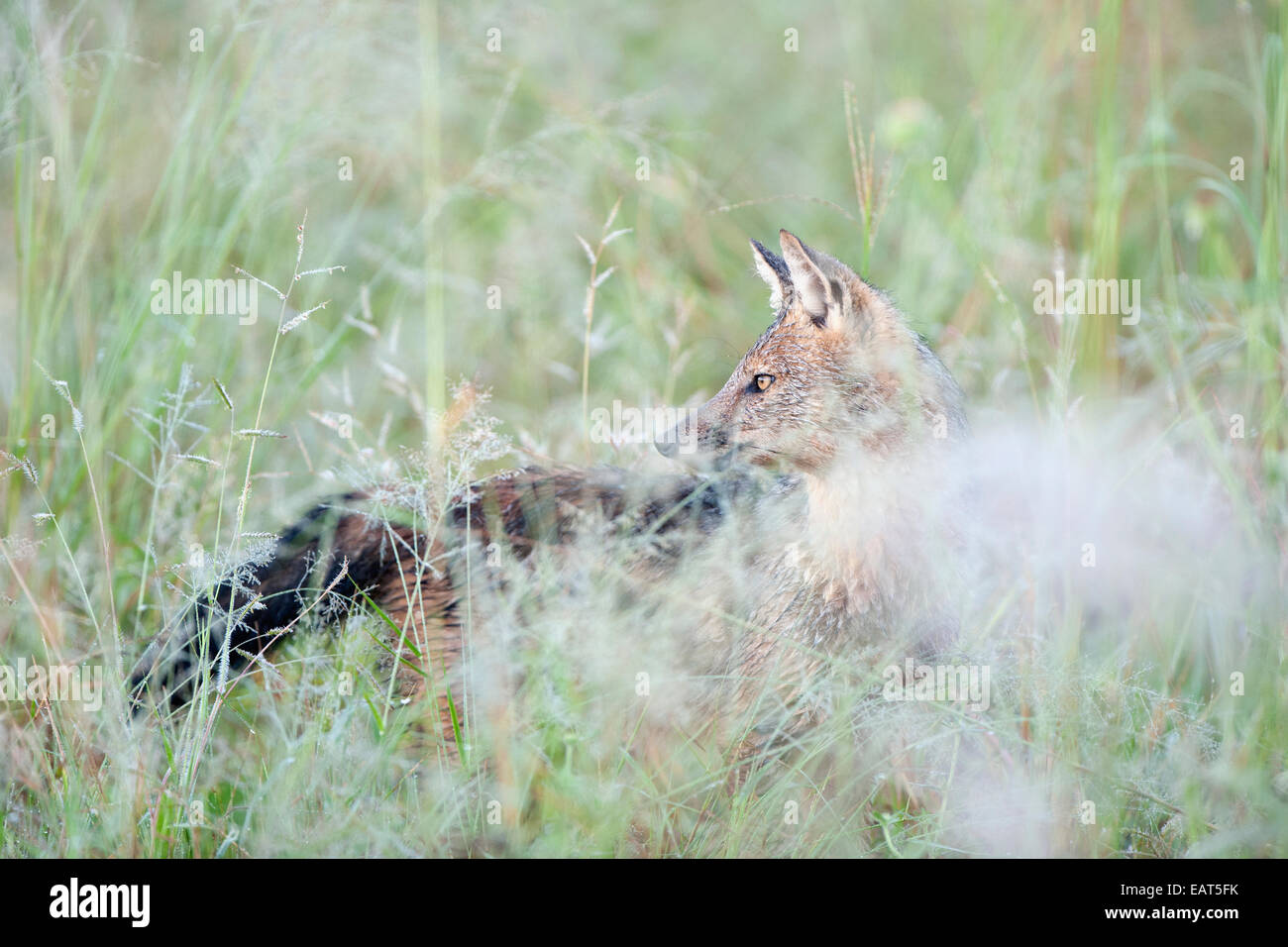 Early man hunting animals hi-res stock photography and images - Alamy