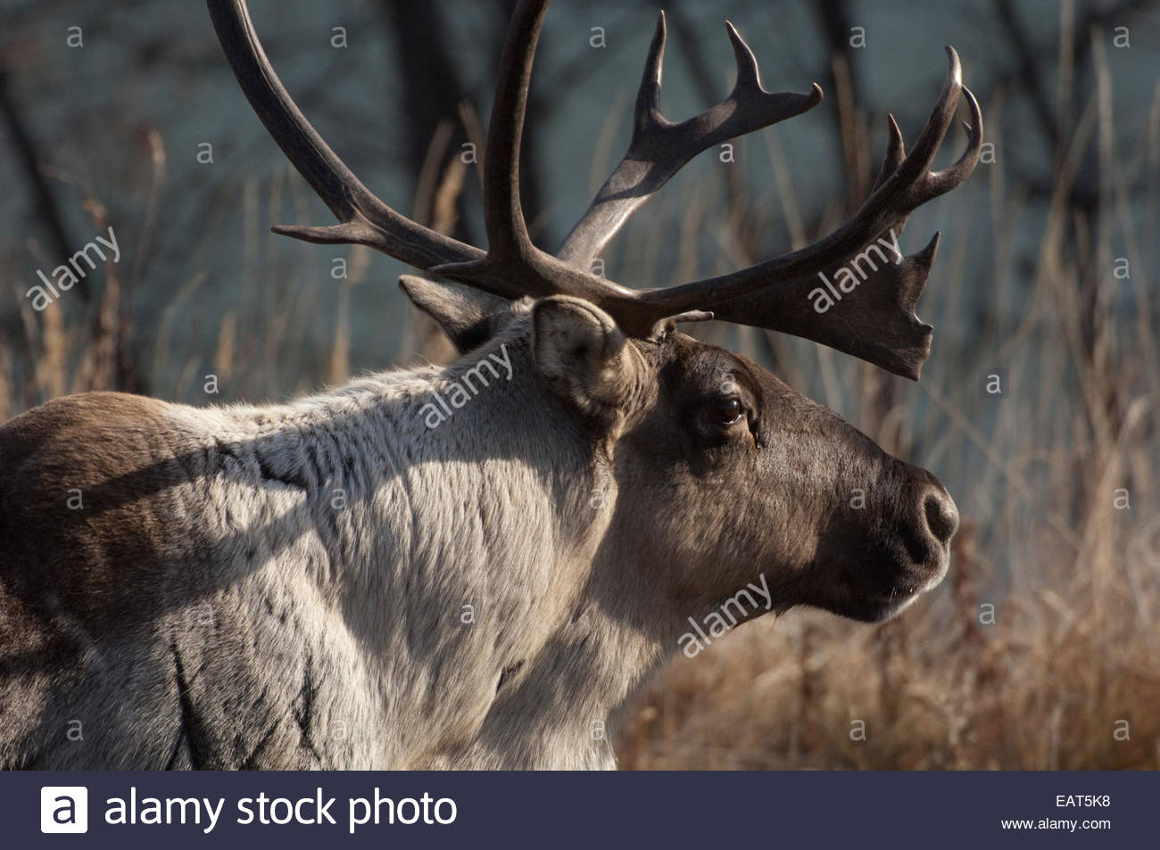 Caribou Head And Shoulders High Resolution Stock Photography and Images ...