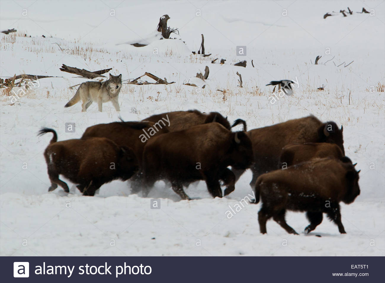 Wolves Hunting Group Stock Photos & Wolves Hunting Group Stock Images ...