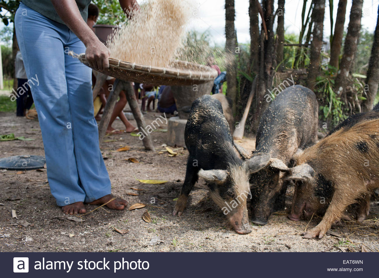 Grains Of Rice Stock Photos & Grains Of Rice Stock Images - Alamy