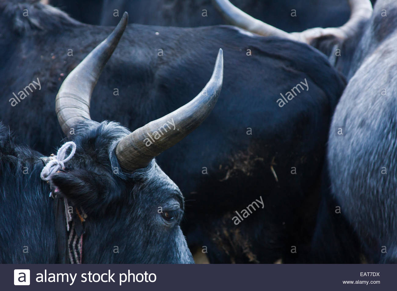 Dzo Stock Photos & Dzo Stock Images - Alamy