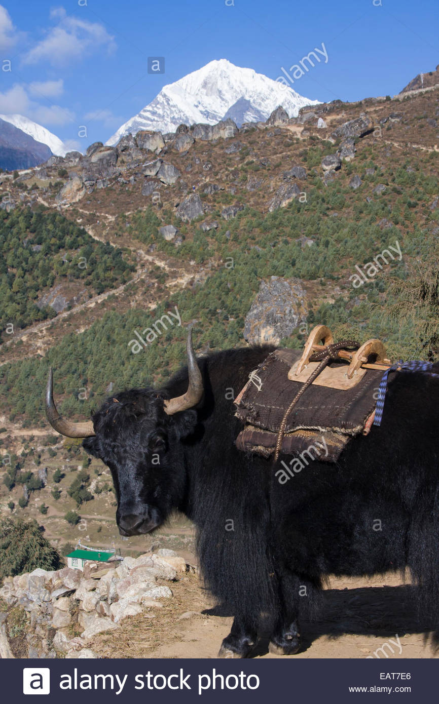 Dzo Stock Photos & Dzo Stock Images - Alamy