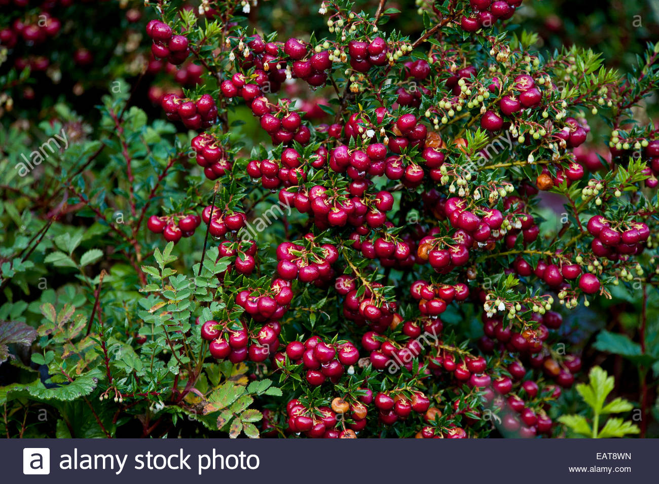 Chaura Stock Photos & Chaura Stock Images - Alamy