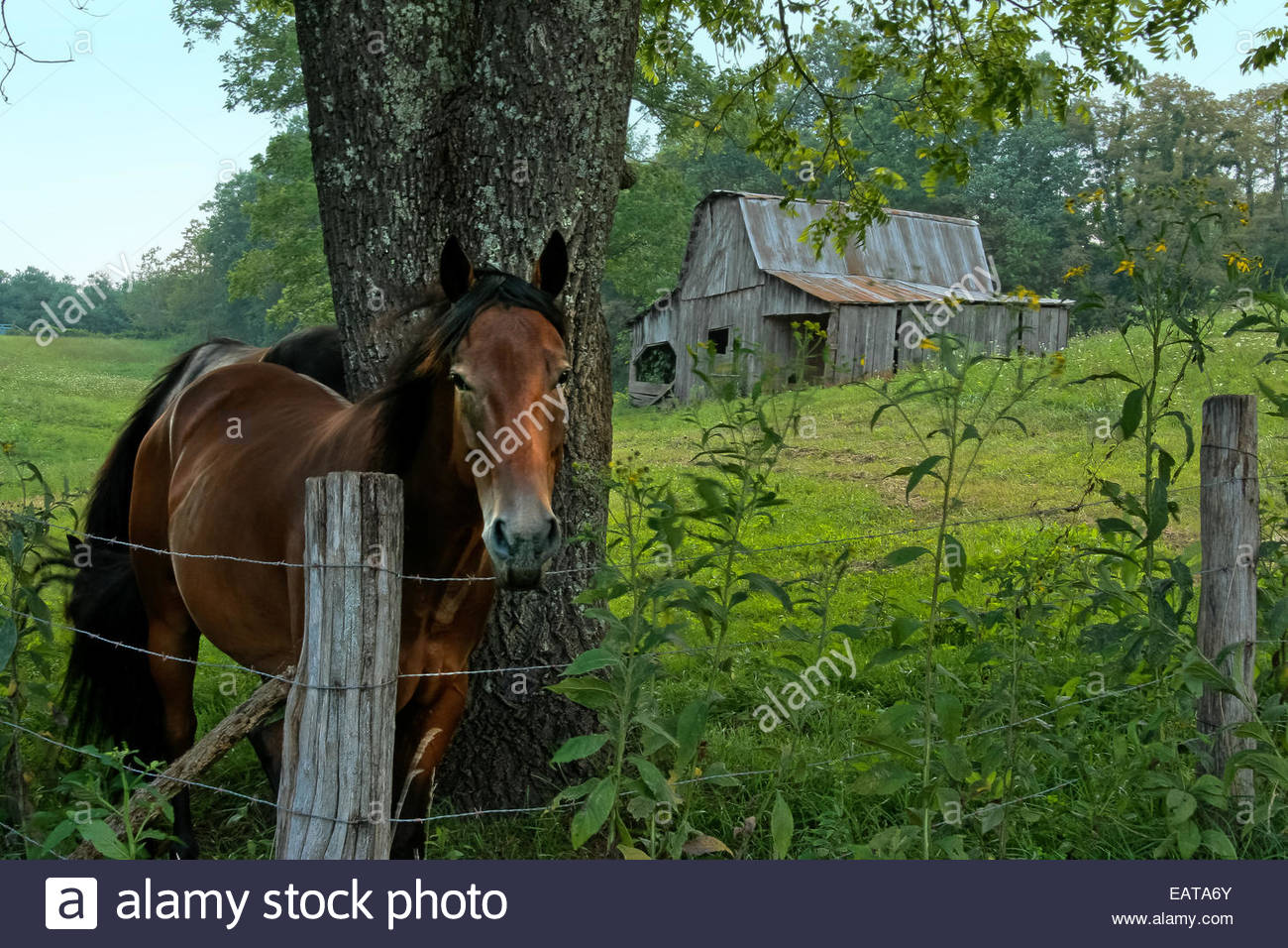 Horse Looking Over Fence Stock Photos & Horse Looking Over Fence Stock ...