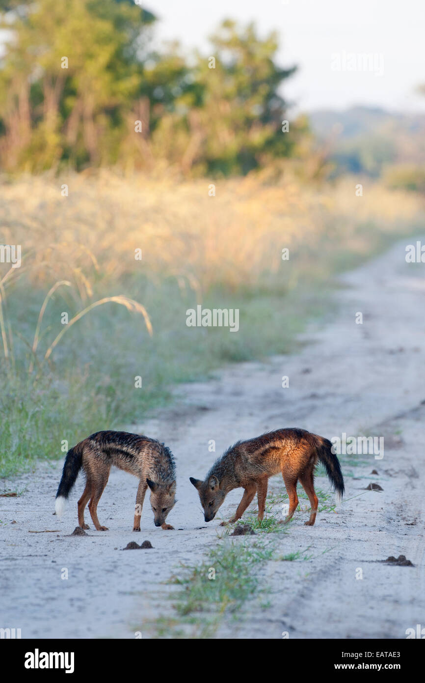 Early man hunting animals hi-res stock photography and images - Alamy