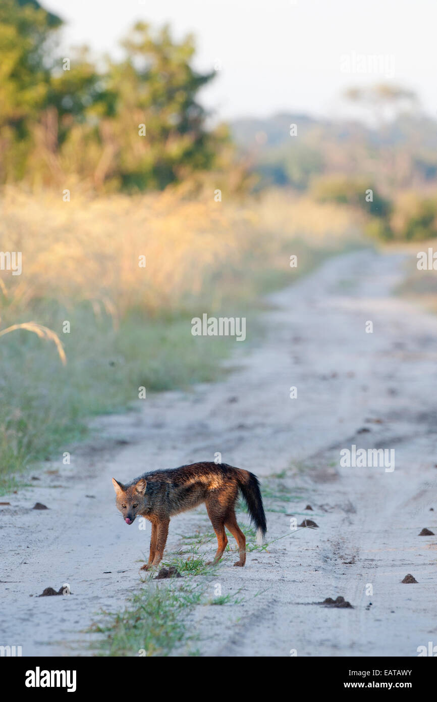 Early man hunting animals hi-res stock photography and images - Alamy