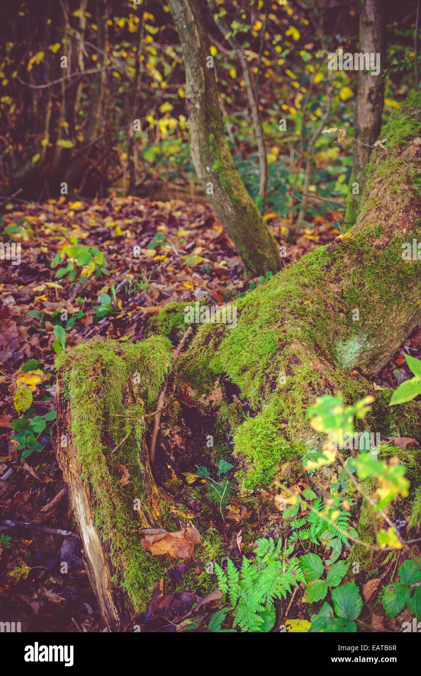 Trunk covered with moss autumn colors in forest Stock Photo - Alamy