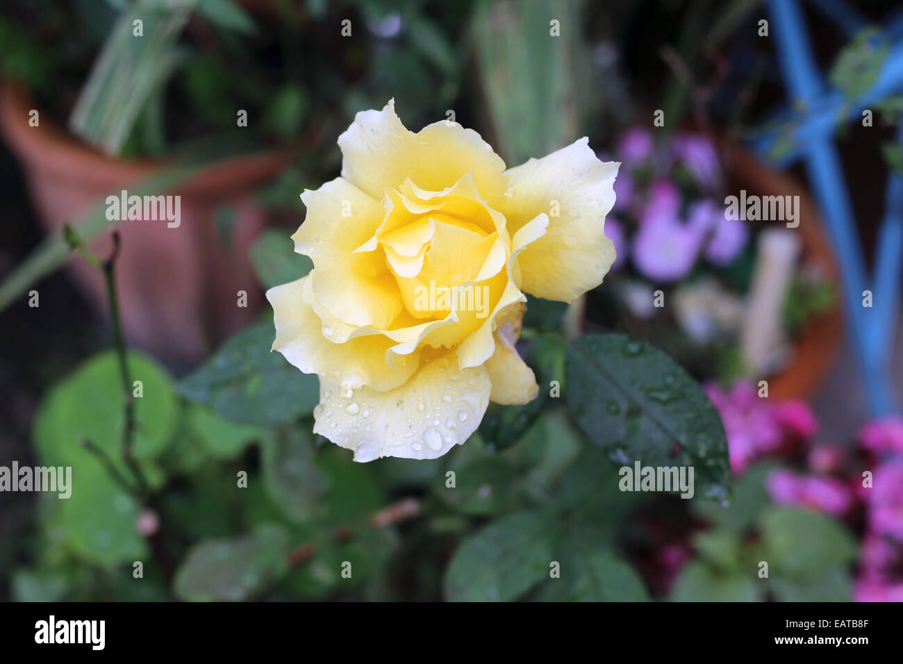 Rose flower with raindrops hi-res stock photography and images - Alamy