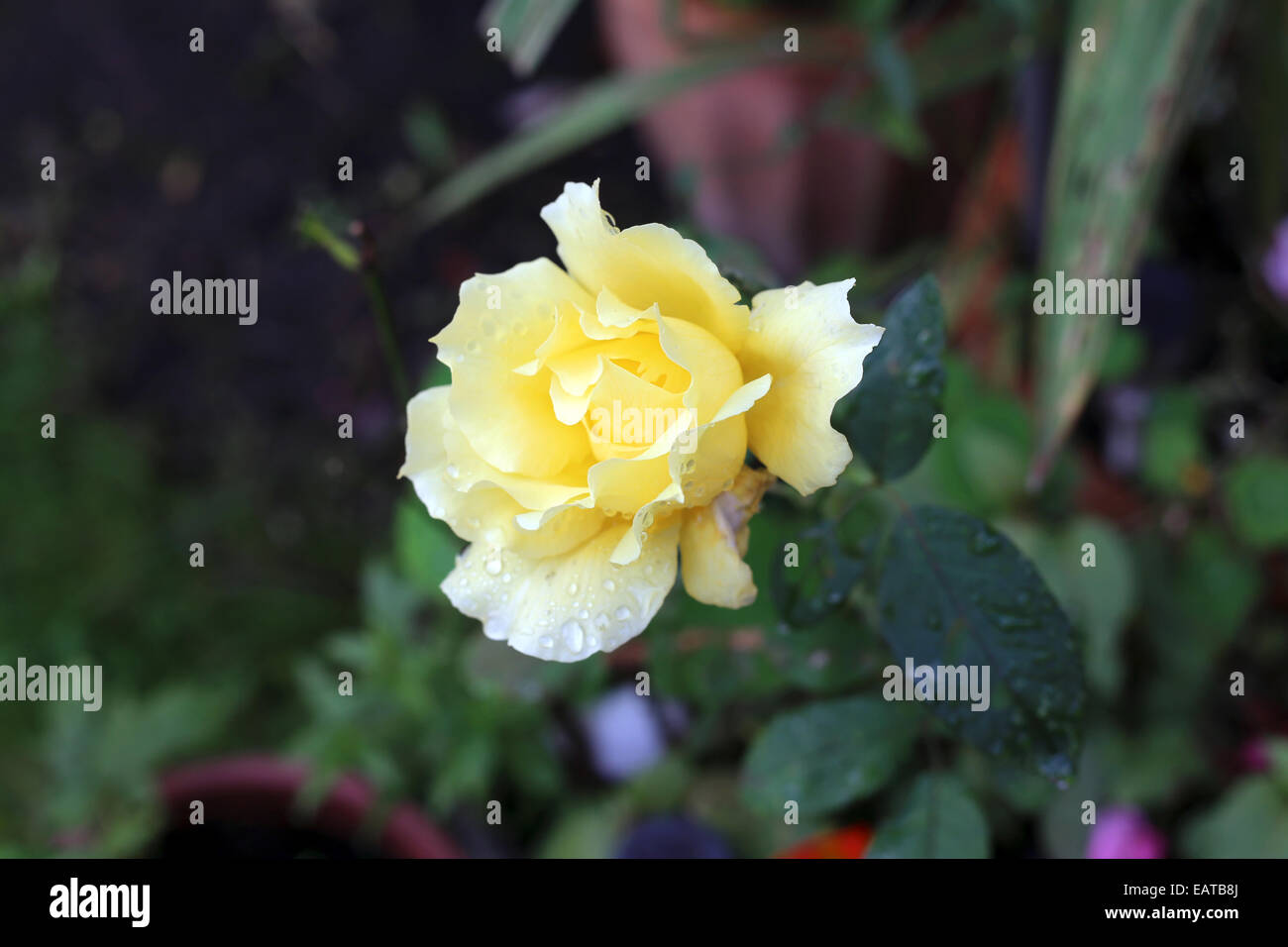 Rose flower with raindrops hi-res stock photography and images - Alamy