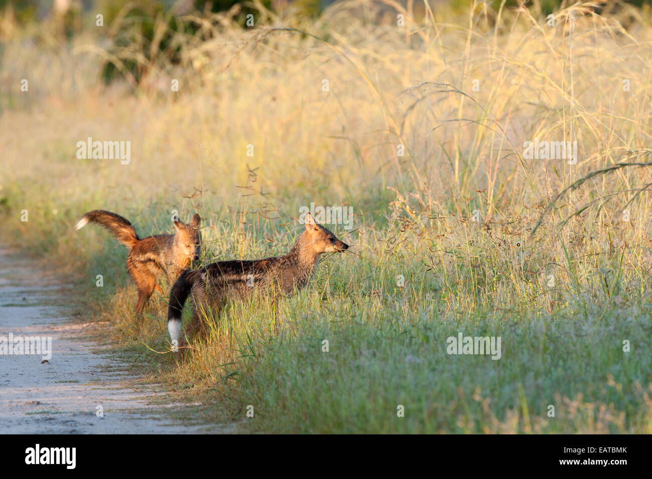 Early man hunting animals hi-res stock photography and images - Alamy