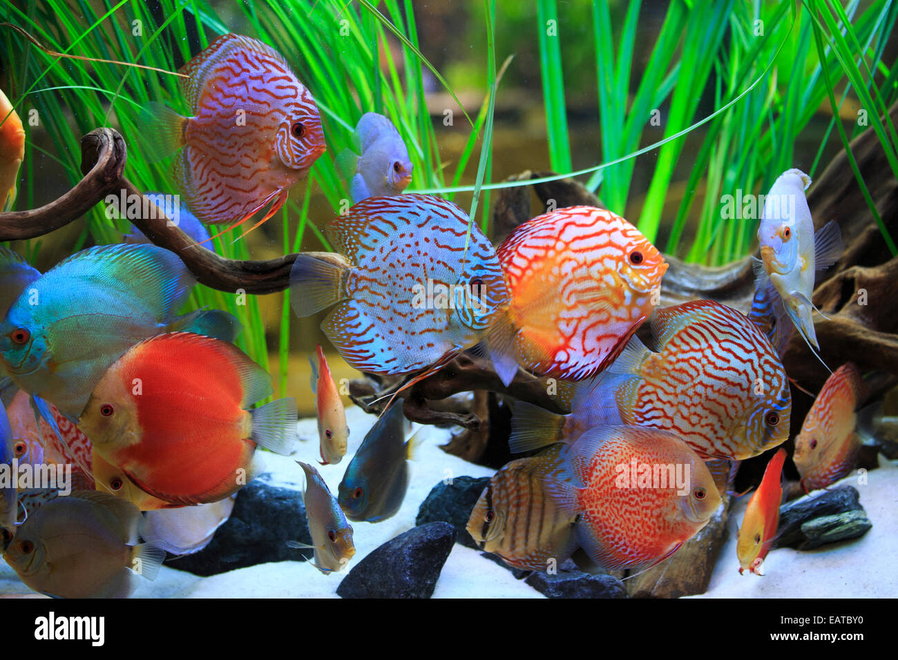 Discus fish collection hi-res stock photography and images - Alamy