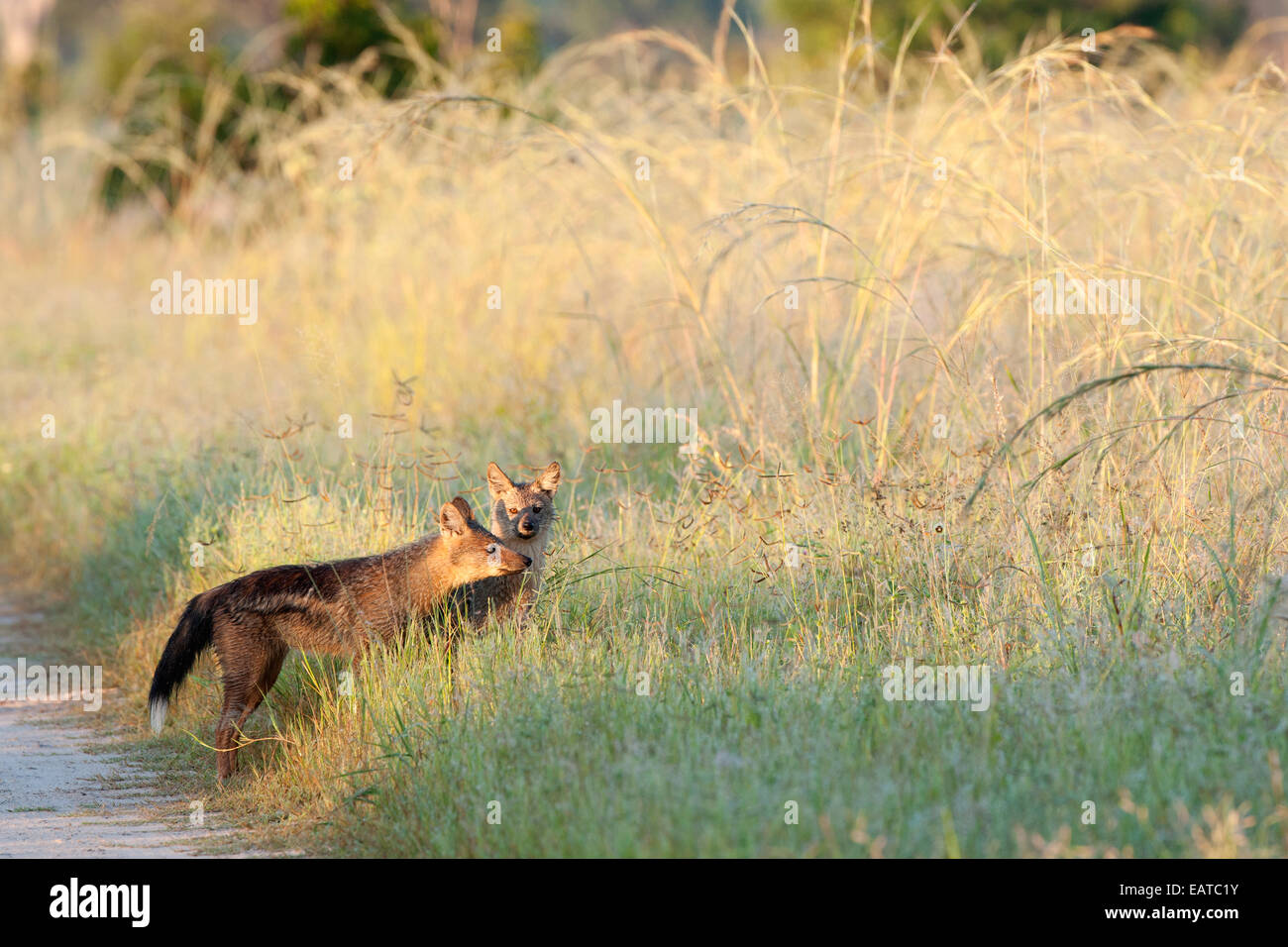 Early man hunting animals hi-res stock photography and images - Alamy