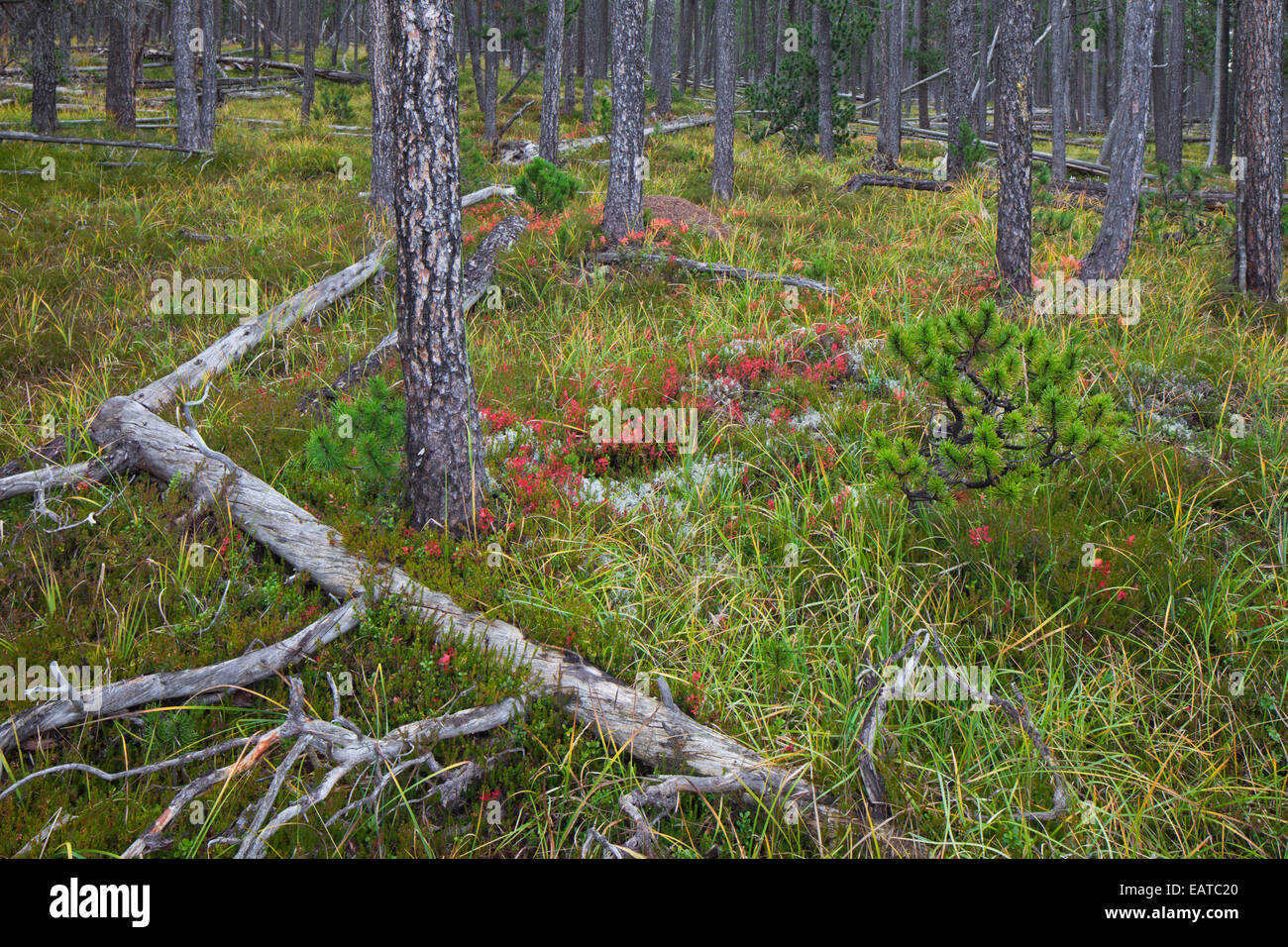 Scots Pine (Pinus silvestris) trees in coniferous forest with fallen ...