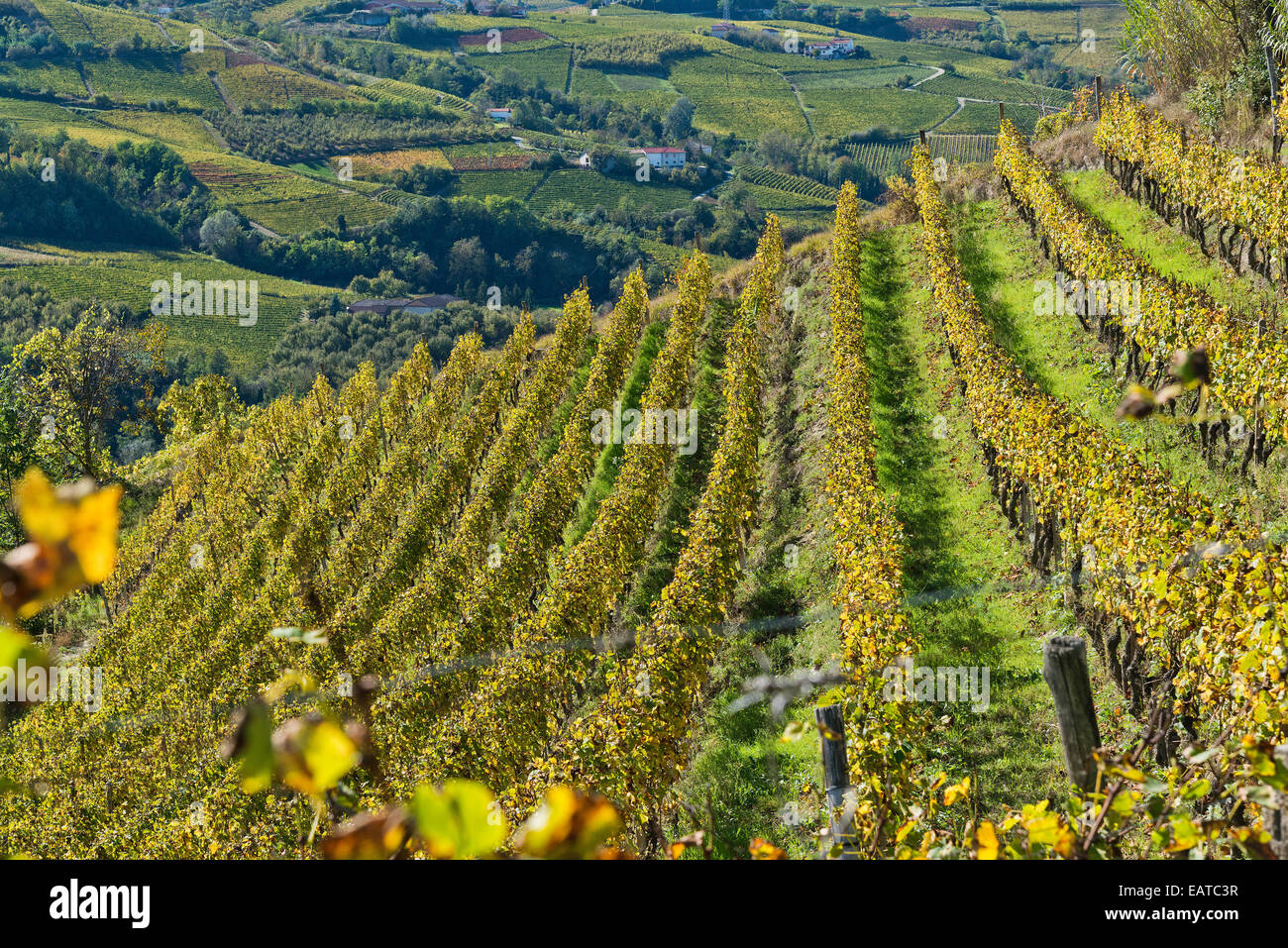 Italy,panorama of vineyards of Piedmont: Langhe-Roero and Monferrato on ...