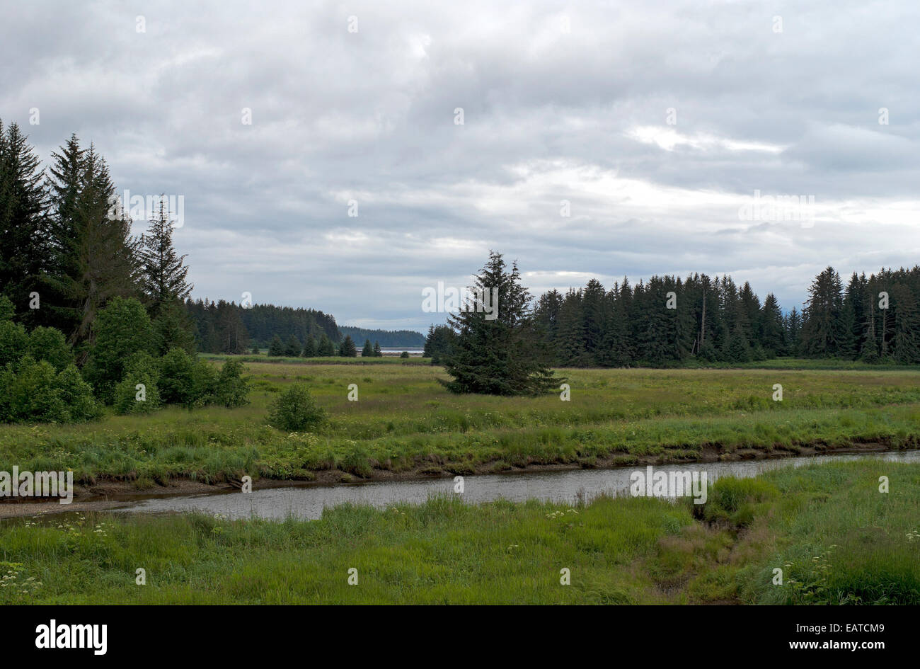 Coastal covered with marshland and a few trees on the west coast of ...