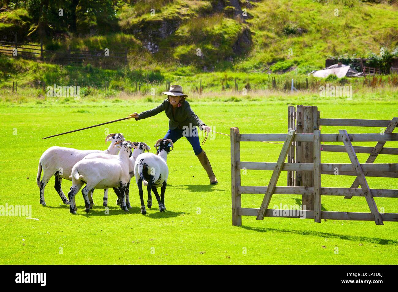 Katy Cropper at Patterdale Dog Day near Patterdale, The Lake District ...