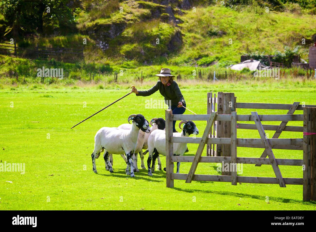 Shepherd and shepherdess hi-res stock photography and images - Alamy