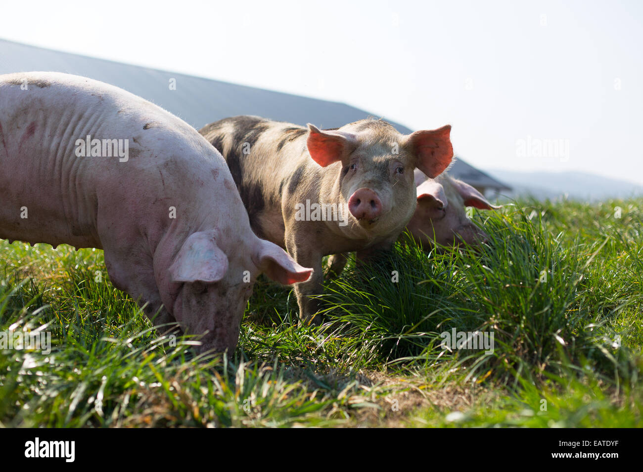 Pig eating grass hi-res stock photography and images - Alamy