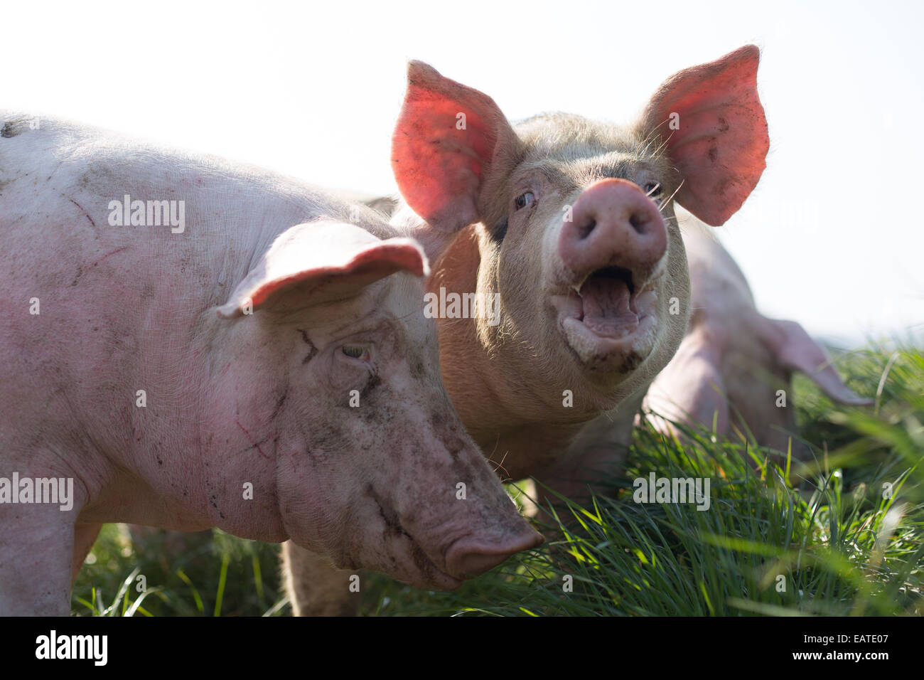 Pigs in grass hi-res stock photography and images - Alamy