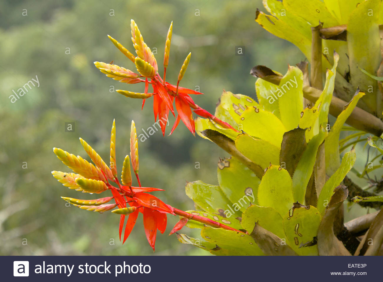 Epiphytes Amazon Stock Photos & Epiphytes Amazon Stock Images - Alamy