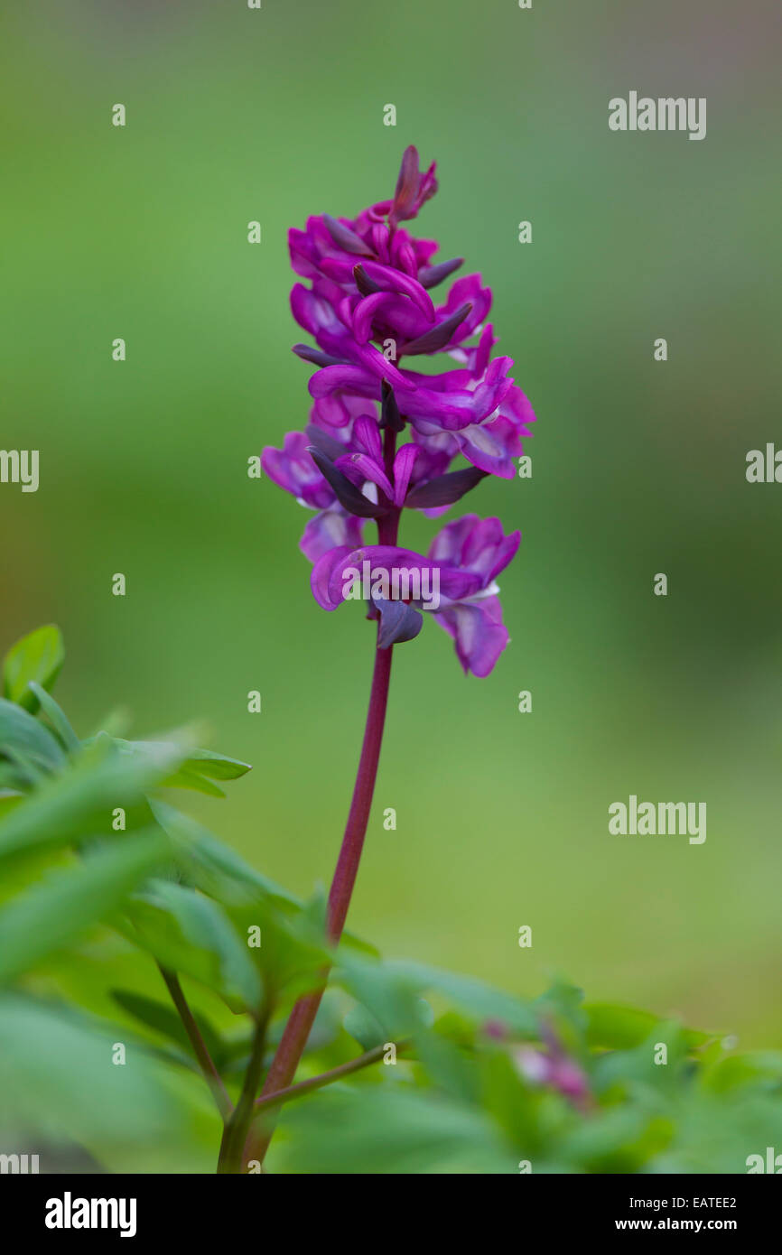 Bulbous Corydalis / Holewort / Hollow leek / Hollow root / Hollow wort ...