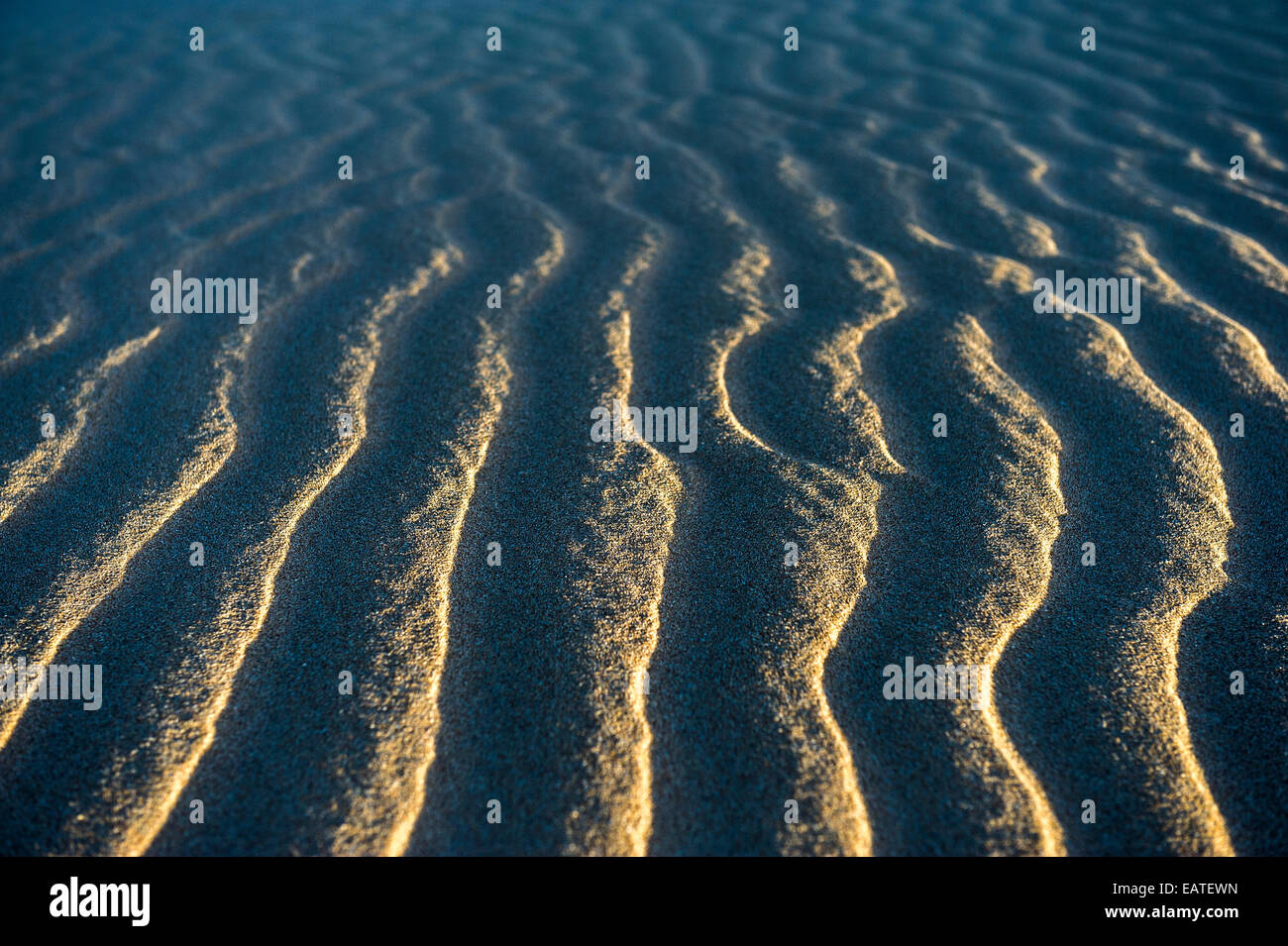 Late afternoon sun rays over windblown ripples on a coastal sand dune ...
