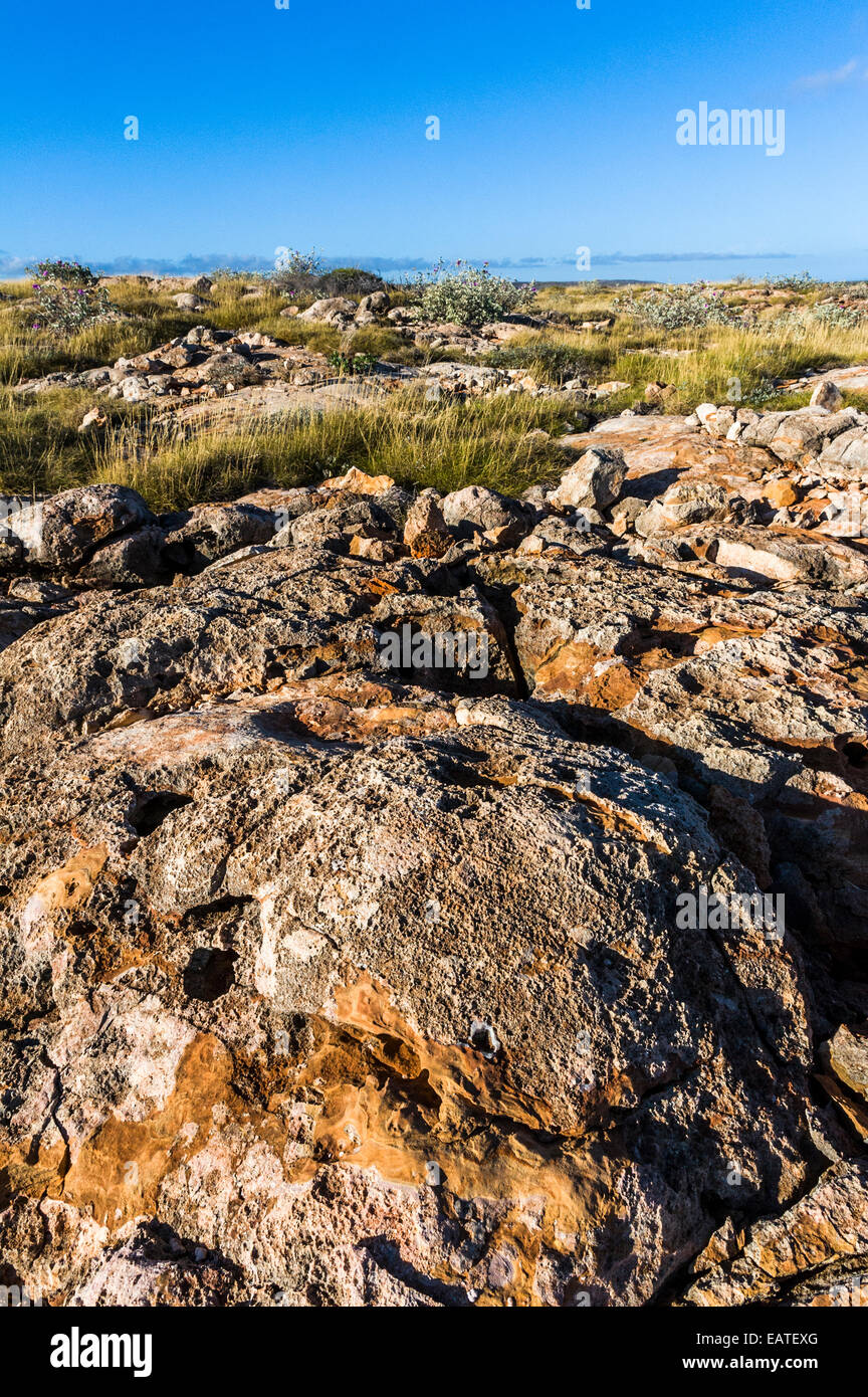 An ancient eroded limestone reef covered in desert Spinifex grass Stock ...