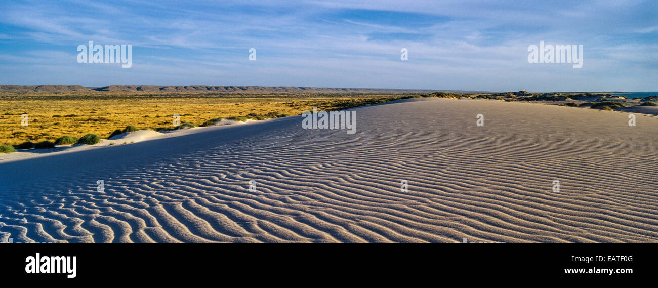 Wind ripples on the surface of a coastal desert sand dune at sunset ...