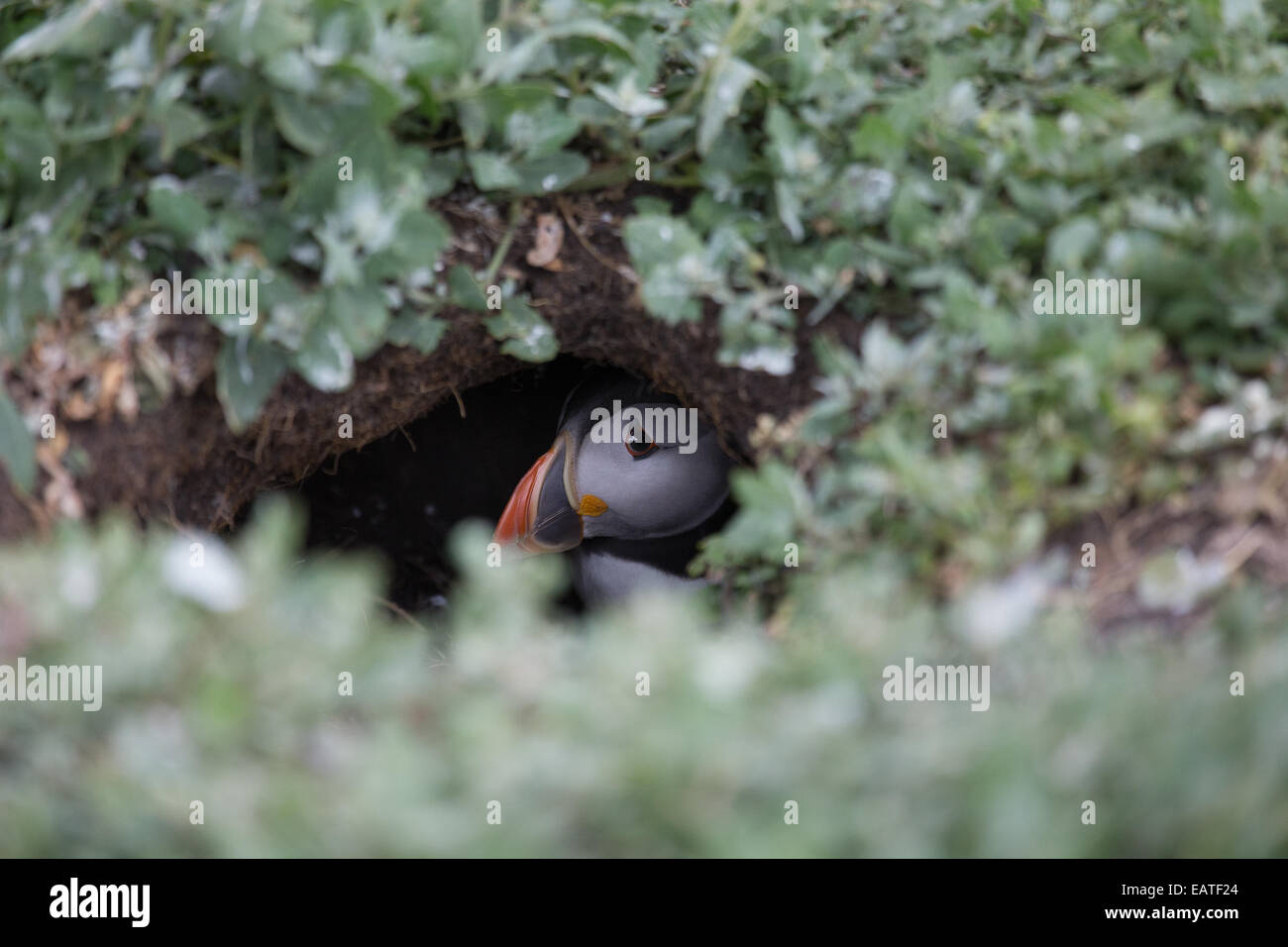 puffin in burrow Northumberland Stock Photo - Alamy