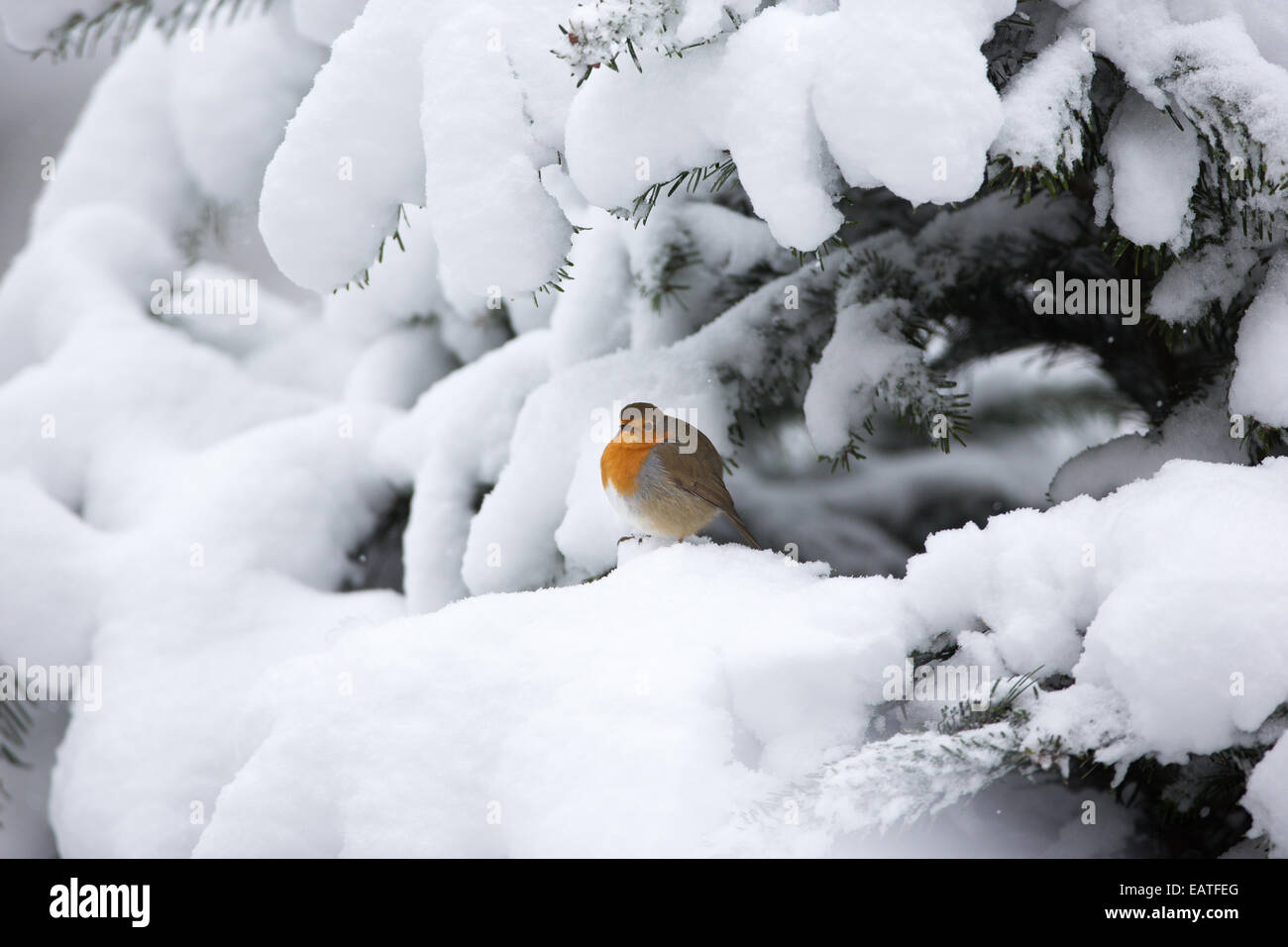 Robin in the snow hi-res stock photography and images - Alamy