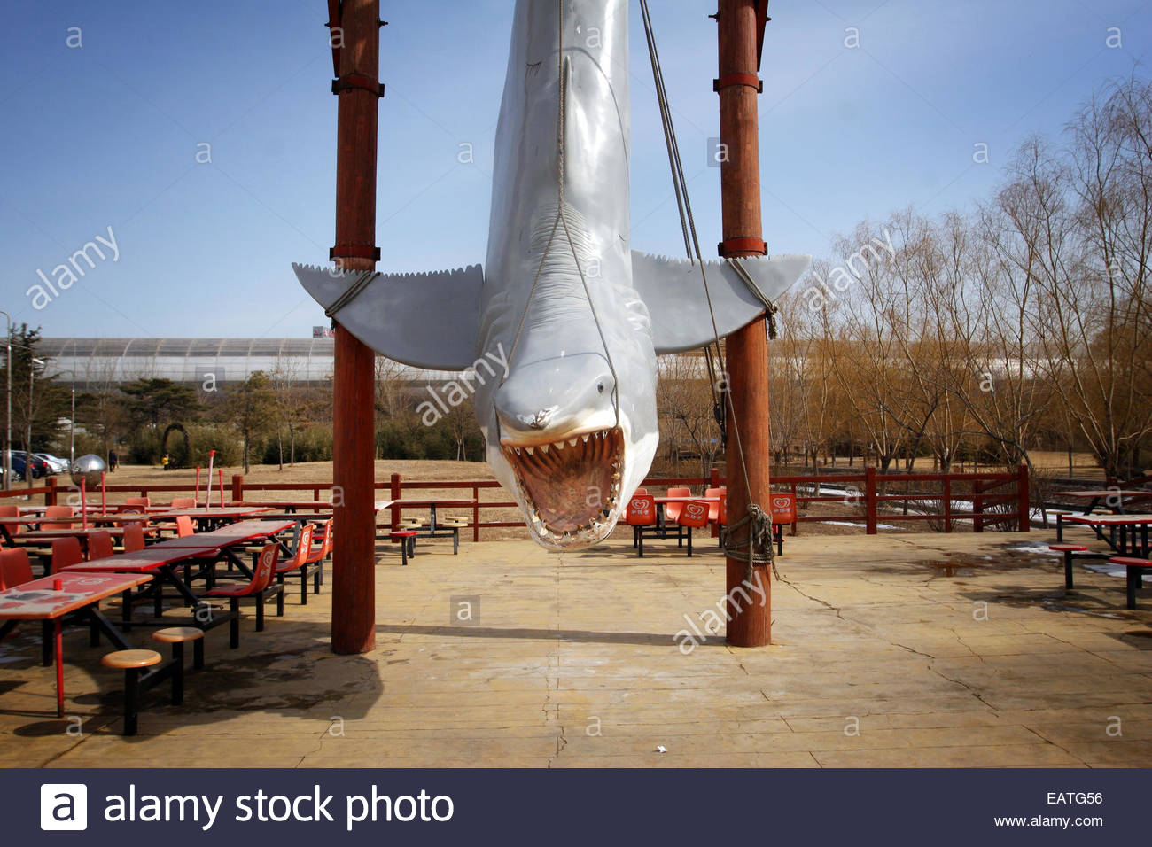 Hanging Shark Stock Photos & Hanging Shark Stock Images - Alamy