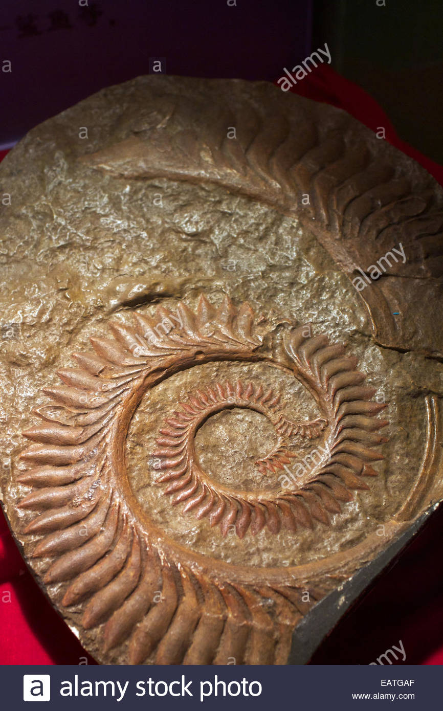 Paleozoological Museum Stock Photos & Paleozoological Museum Stock ...