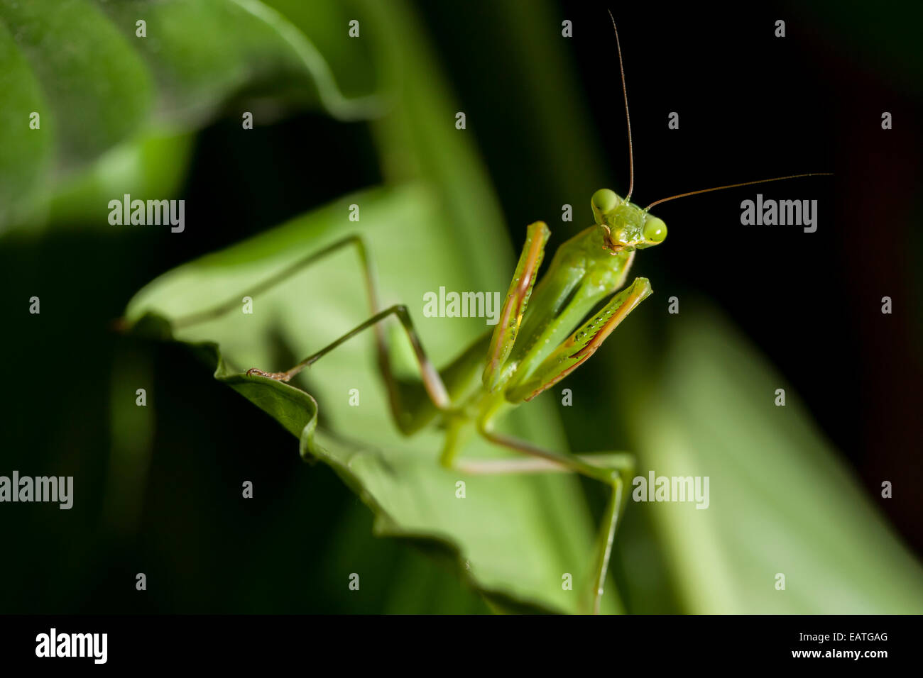 front view of a praying mantis Stock Photo - Alamy