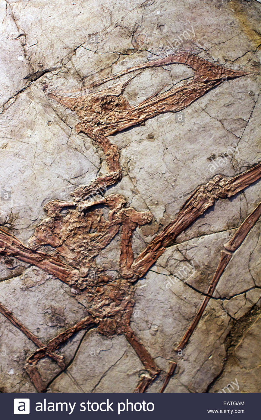 Pterodactyl Fossils Stock Photos & Pterodactyl Fossils Stock Images - Alamy
