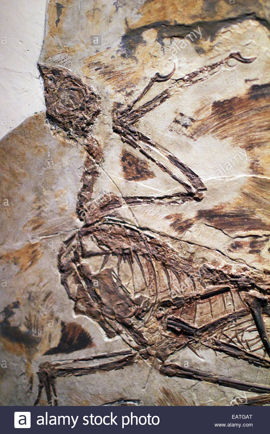 Microraptor Stock Photos & Microraptor Stock Images - Alamy