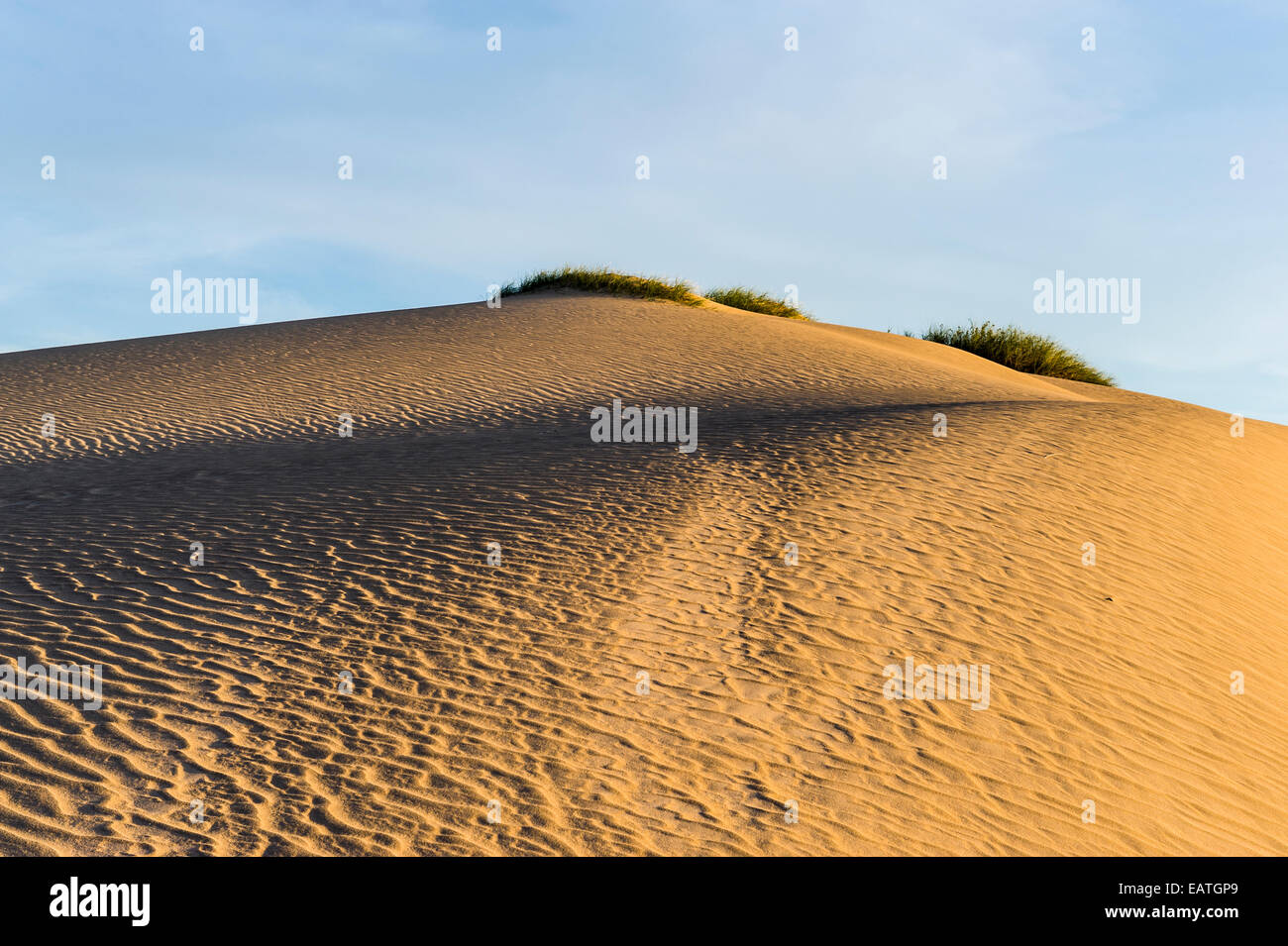 Wind ripples on the surface of a coastal desert sand dune at sunset ...