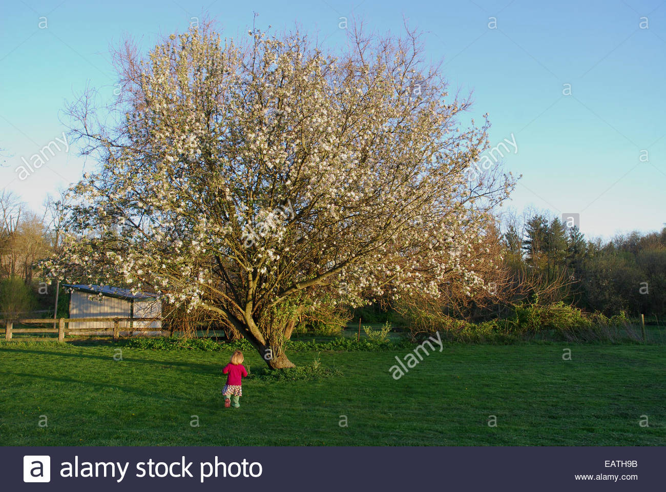 Small Apple Tree Stock Photos & Small Apple Tree Stock Images - Alamy